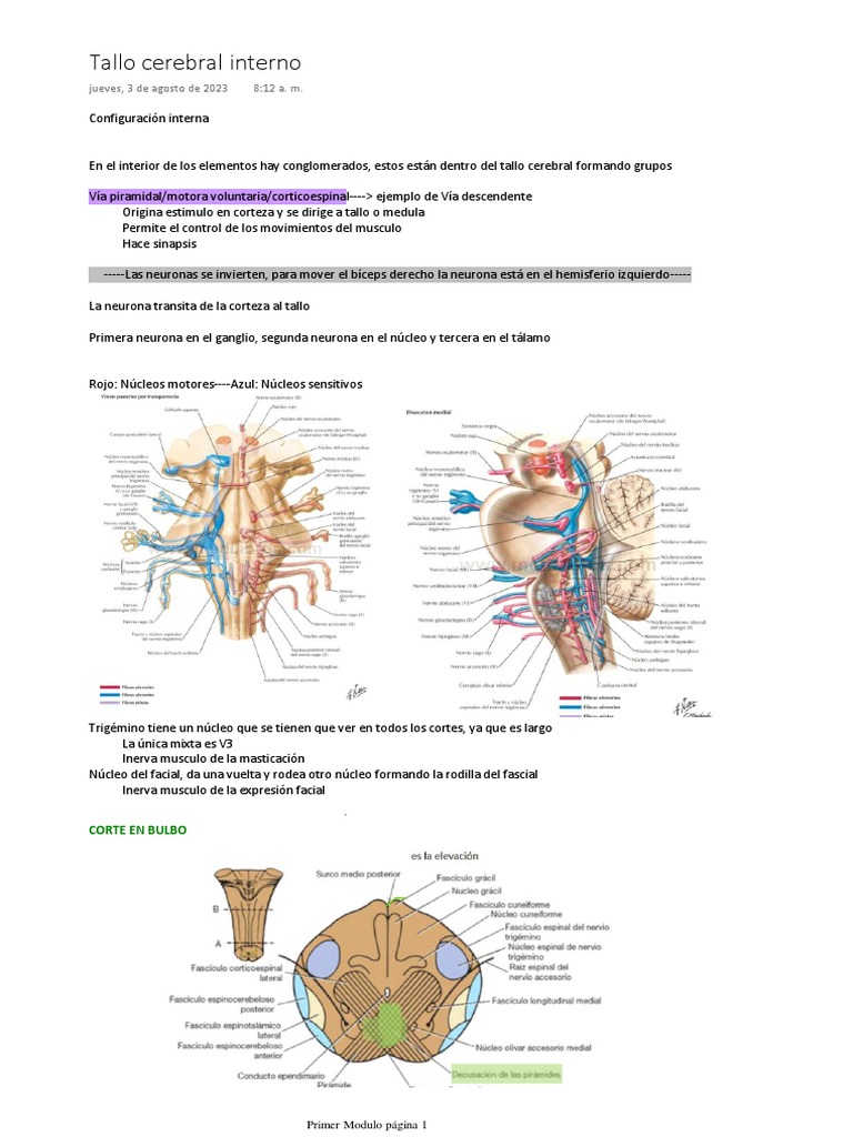 Tallo Cerebral Interno | PDF | Anatomía humana | Neurociencia