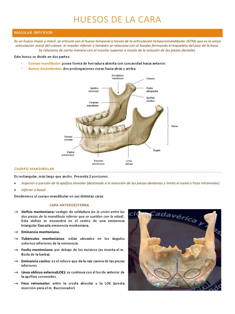 Anatomía del Maxilar Inferior y Huesos Faciales | PDF | Anatomía humana ...