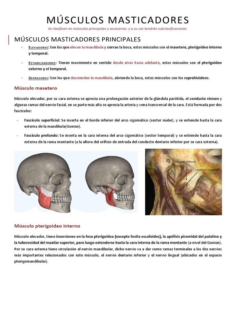 Resúmen Musculos Masticadores | Descargar gratis PDF | Sistema ...