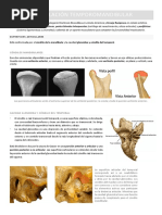 Histología de la Dentina y sus Estructuras | PDF | Dentina | La matriz ...