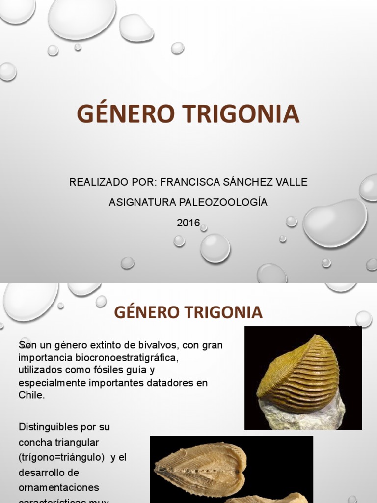 Género Trigonia | PDF | Ciencias de la Tierra | Naturaleza