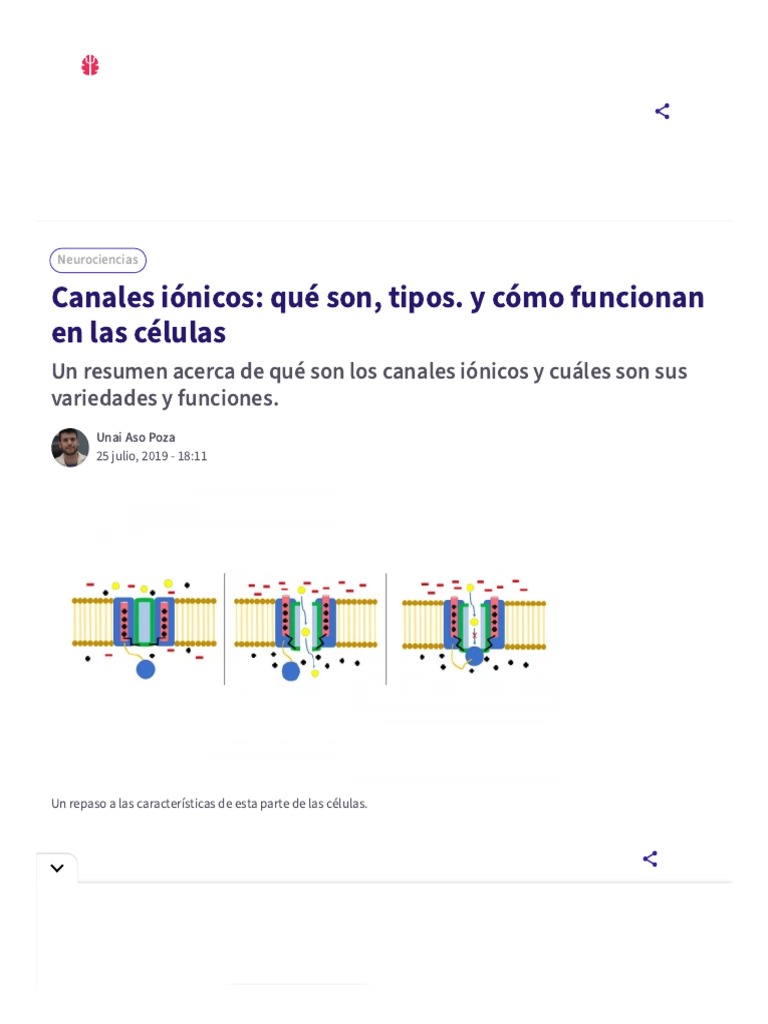 Canales Iónicos - Qué Son, Tipos. y Cómo Funcionan en Las Células | PDF | Canal de iones ...