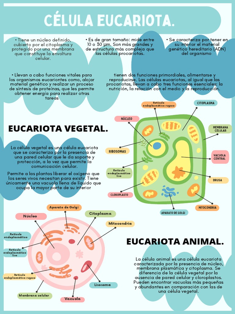 Célula Eucariota | PDF | Citoplasma | Biología Celular)