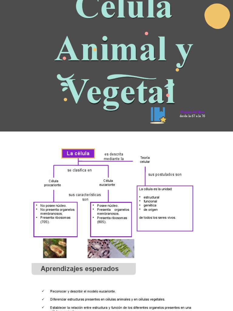 Diferencias Células Animal y Vegetal | PDF | Biología Celular ...