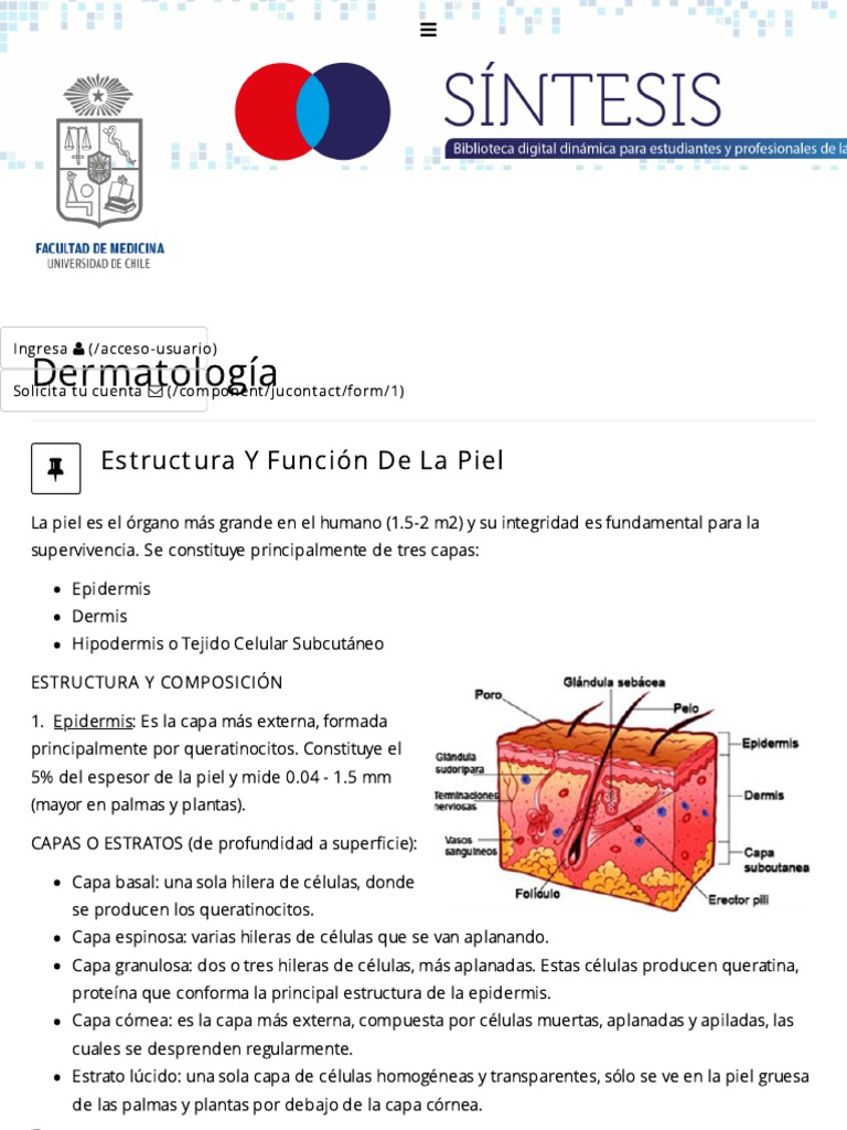 Estructura y Función de la Piel | PDF | Ciencia y matemáticas