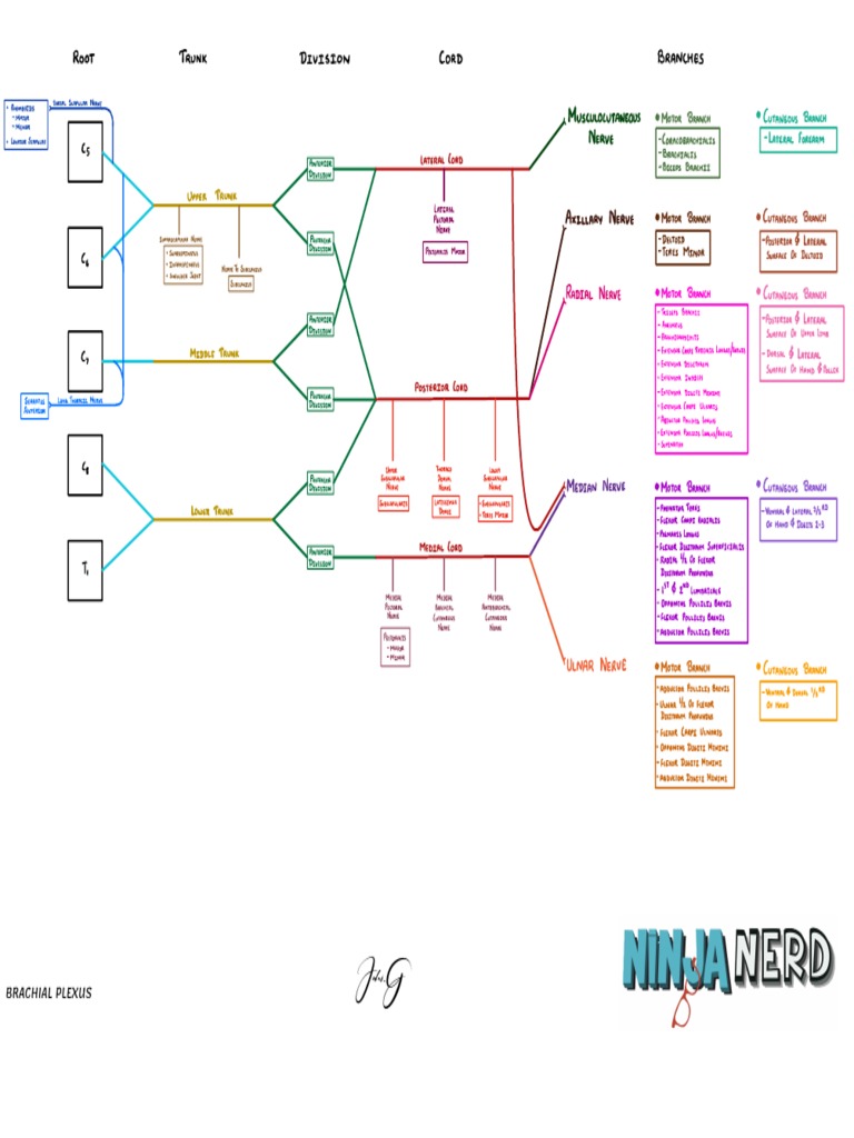 Brachial Plexus | PDF