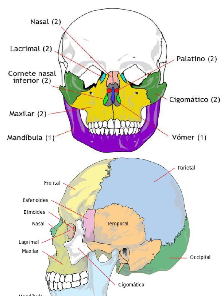 Imagenes Anatomia | PDF