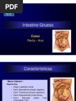 Colon Sigmoides | PDF | Intestino grueso | Recto