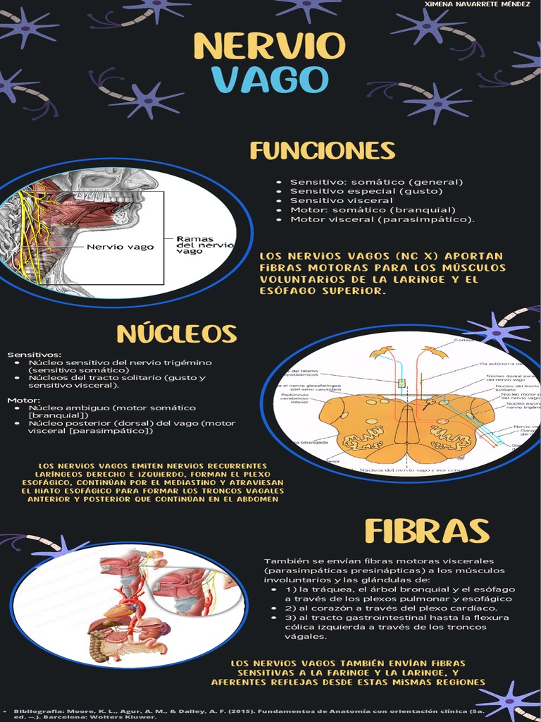 Infografia Nervio Vago | Descargar gratis PDF | Nervio vago | Sistema ...