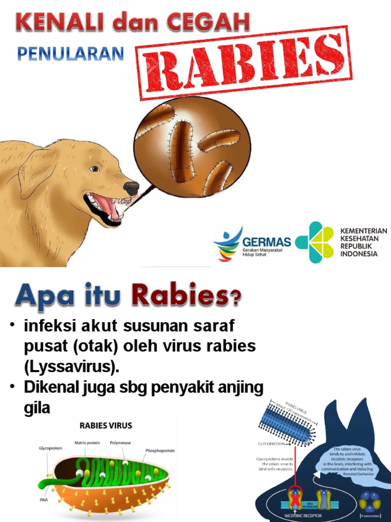 Penanganan dan Gejala Rabies pada Manusia | PDF | Kesehatan Holistik