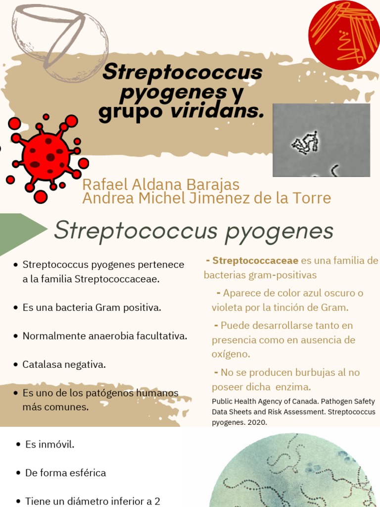 Características y tratamiento de Streptococcus | PDF | Estreptococo ...