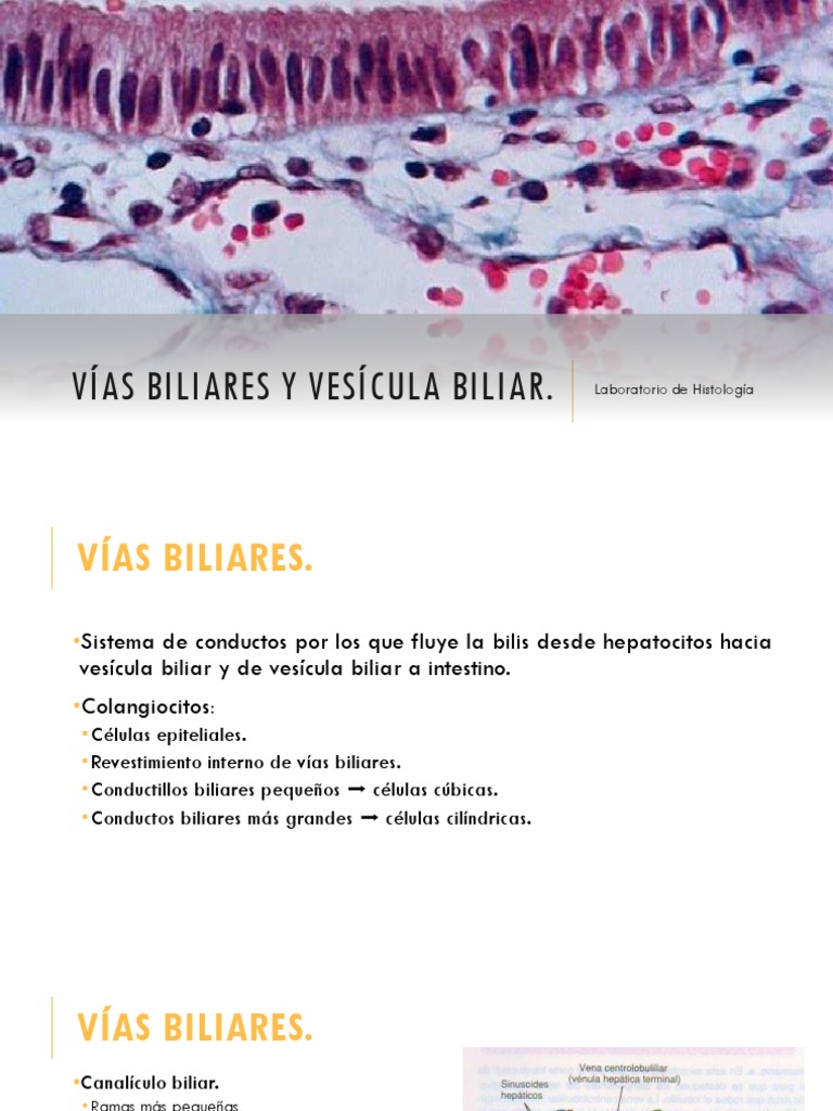 Laboratorio de Histologia | PDF | Vesícula biliar | Bilis