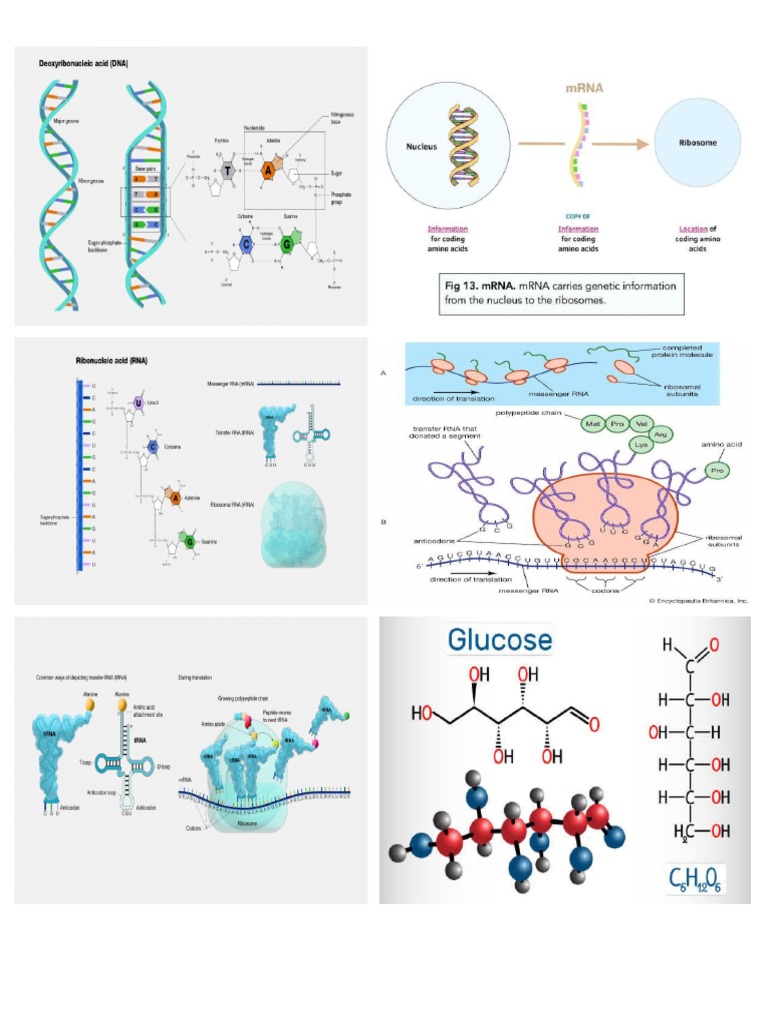 Scrapbook Science | PDF