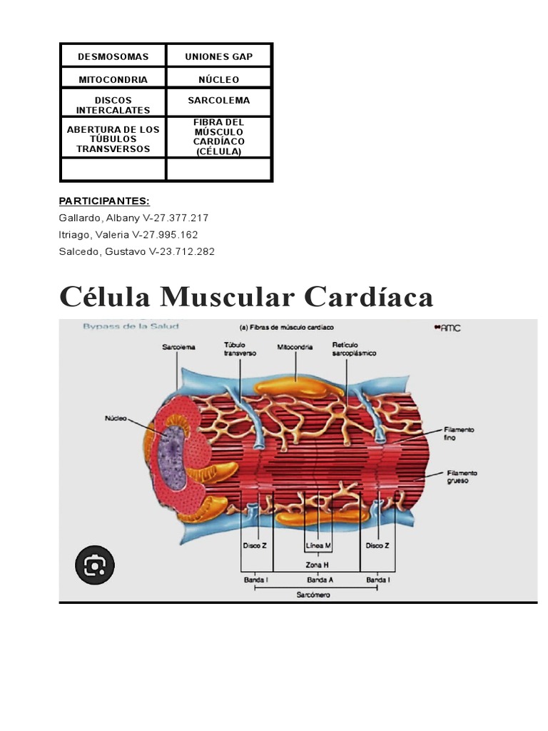 Estructura de la Célula Muscular Cardíaca | PDF