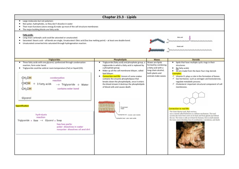Lipids Summary Sheet | PDF | Lipid | Fatty Acid