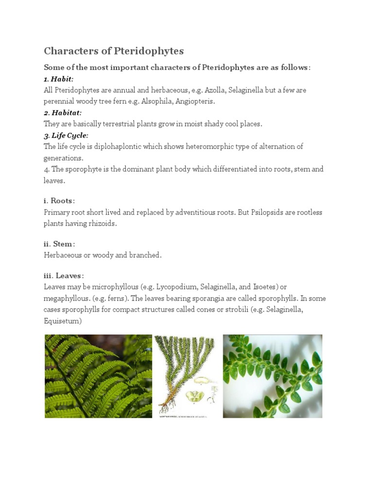 Nephrolepis: Characteristics and Life Cycle | PDF | Spore | Fern