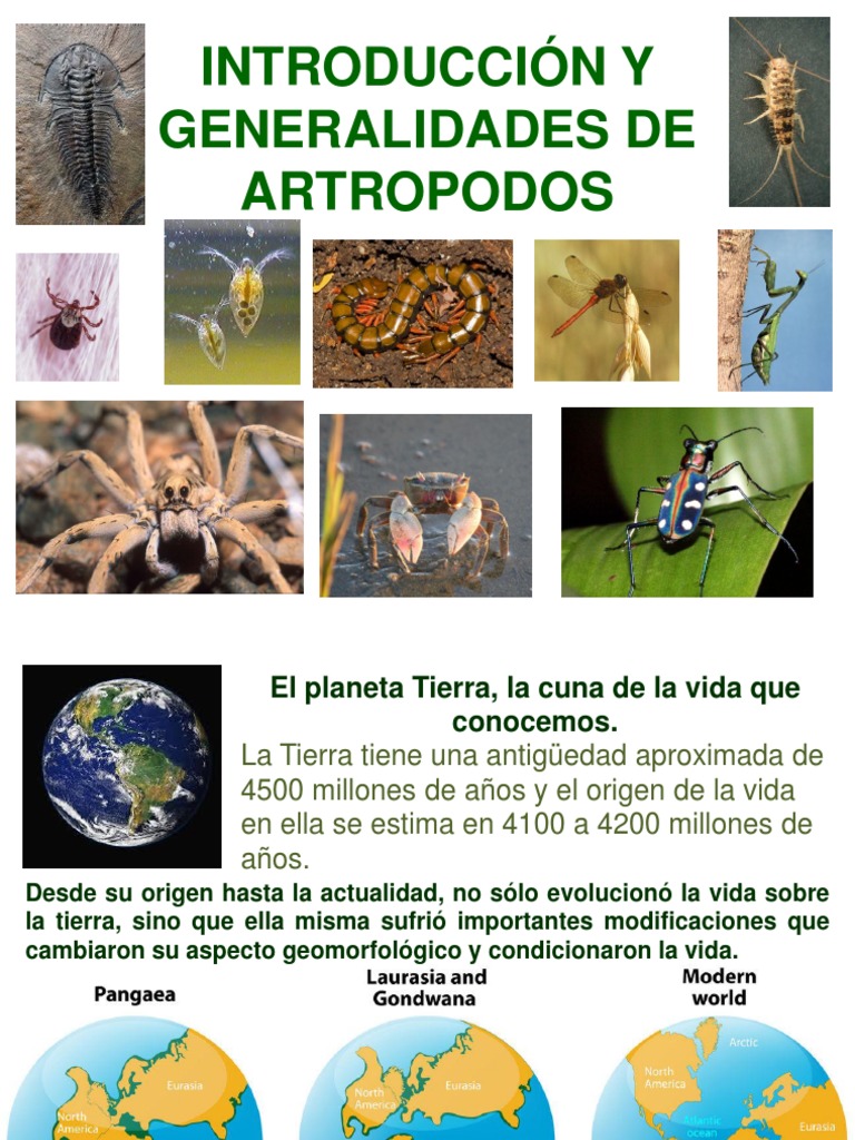 0 Introducción y Generalidades de Artropodos | PDF | Crustáceo | Artrópodos