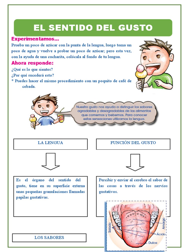 Sentido Del Gusto Ficha | PDF