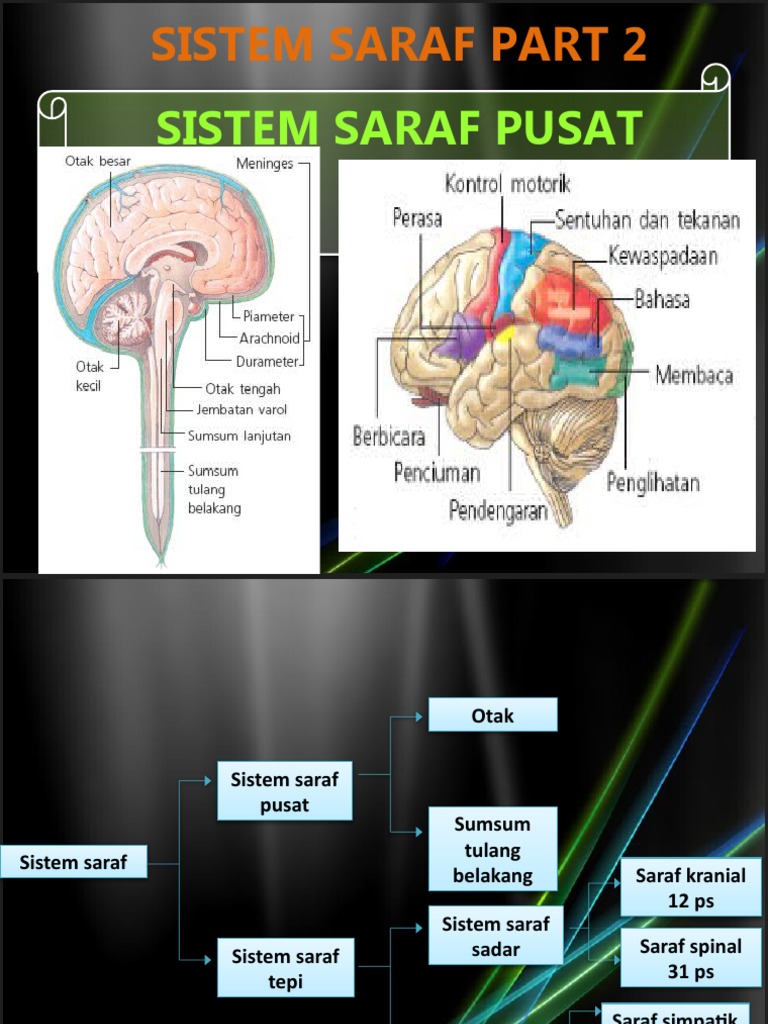 Sistem Saraf Part 2 | PDF