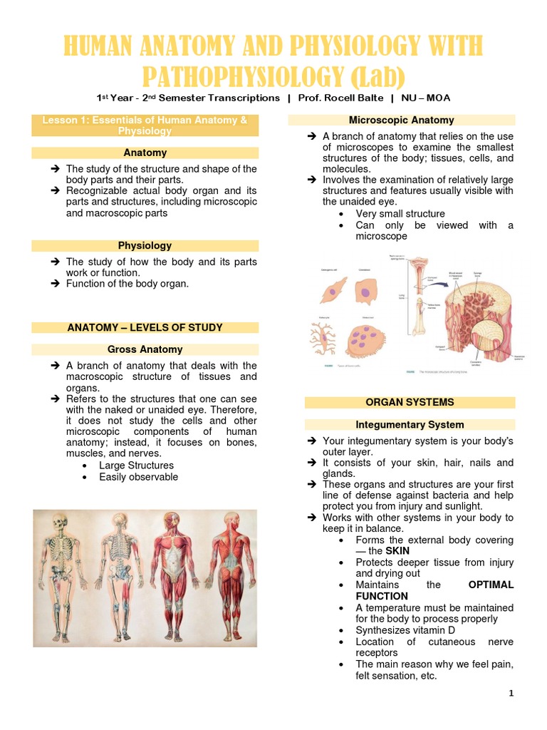 Anaphy Lab Transes | Download Free PDF | Epithelium | Connective Tissue