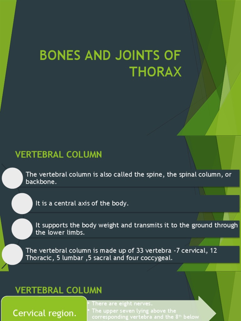 Bones and Joints of Thorax | PDF