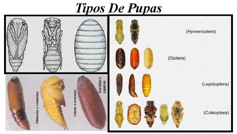 Tipos de Pupas | PDF