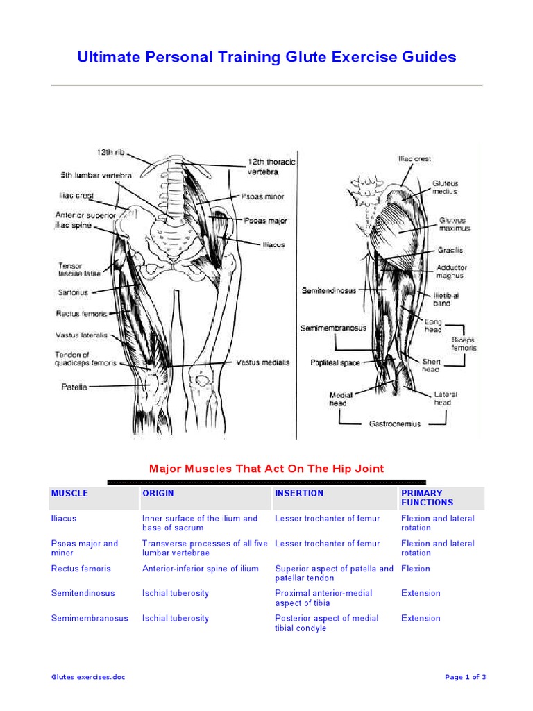 Glutes Exercises | Download Free PDF | Human Leg | Pelvis