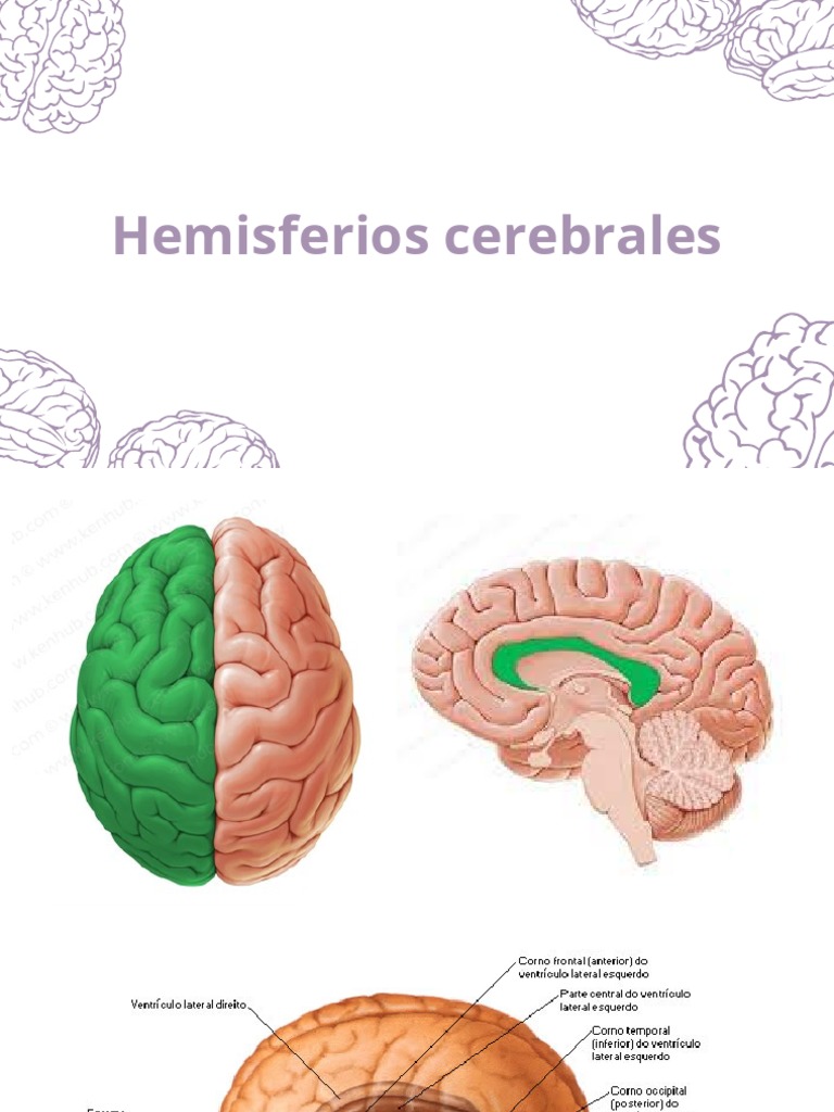 Hemisferios Cerebrales | PDF