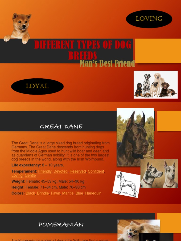Overview of Dog Breeds | PDF | Poodle | Labrador Retriever