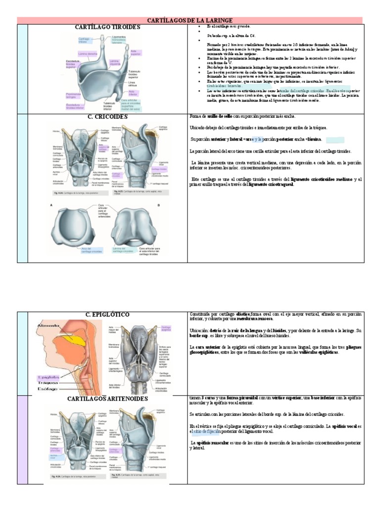 Anatomía de los Cartílagos Laringeos | PDF | Laringe | Sistema respiratorio