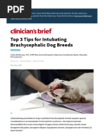 Canine Endotracheal Intubation Guide | PDF | Medical Specialties ...