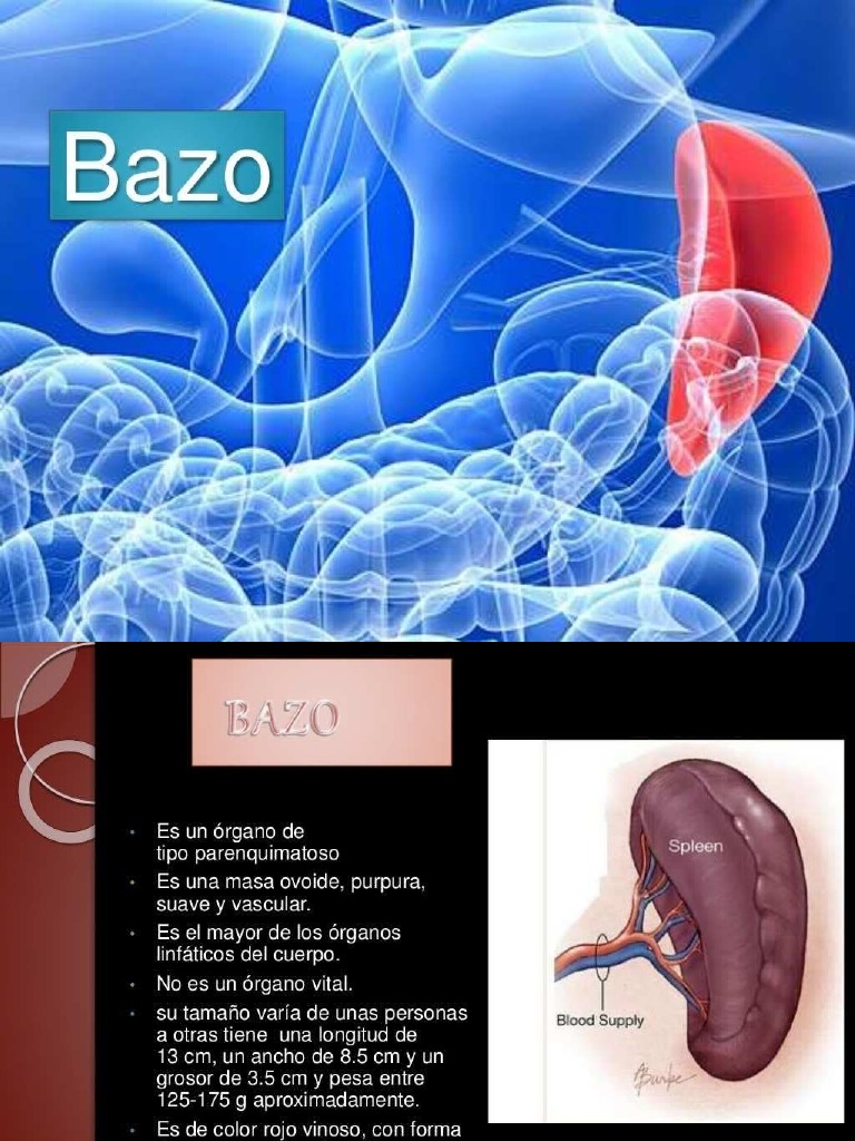 Anatomia Del Bazo | PDF