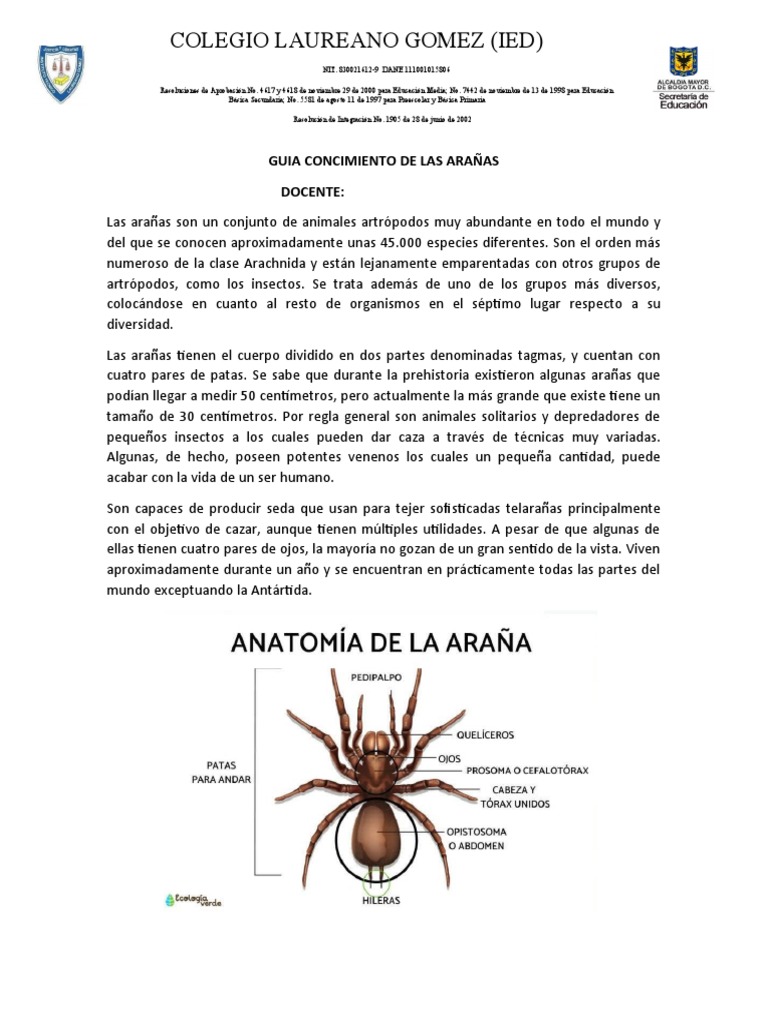 Guia Concimiento de Las Arañas | PDF | Araña