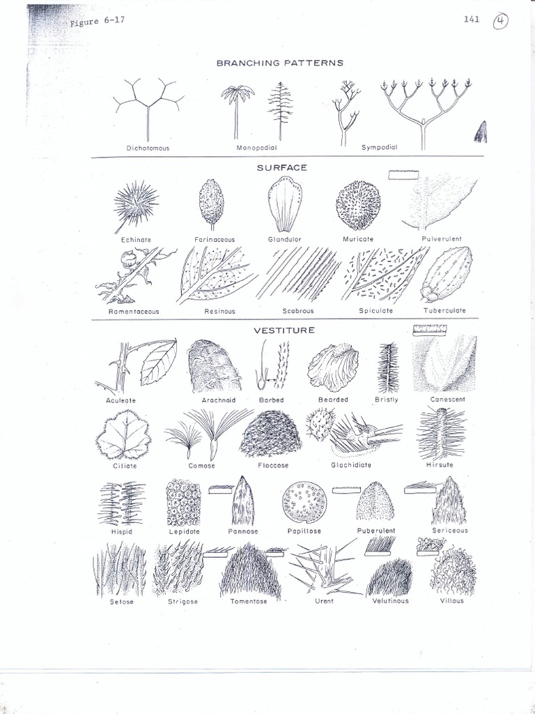 textura, filotaxia | PDF