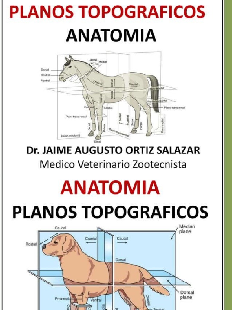 Planos Topograficos Veterinario. | PDF