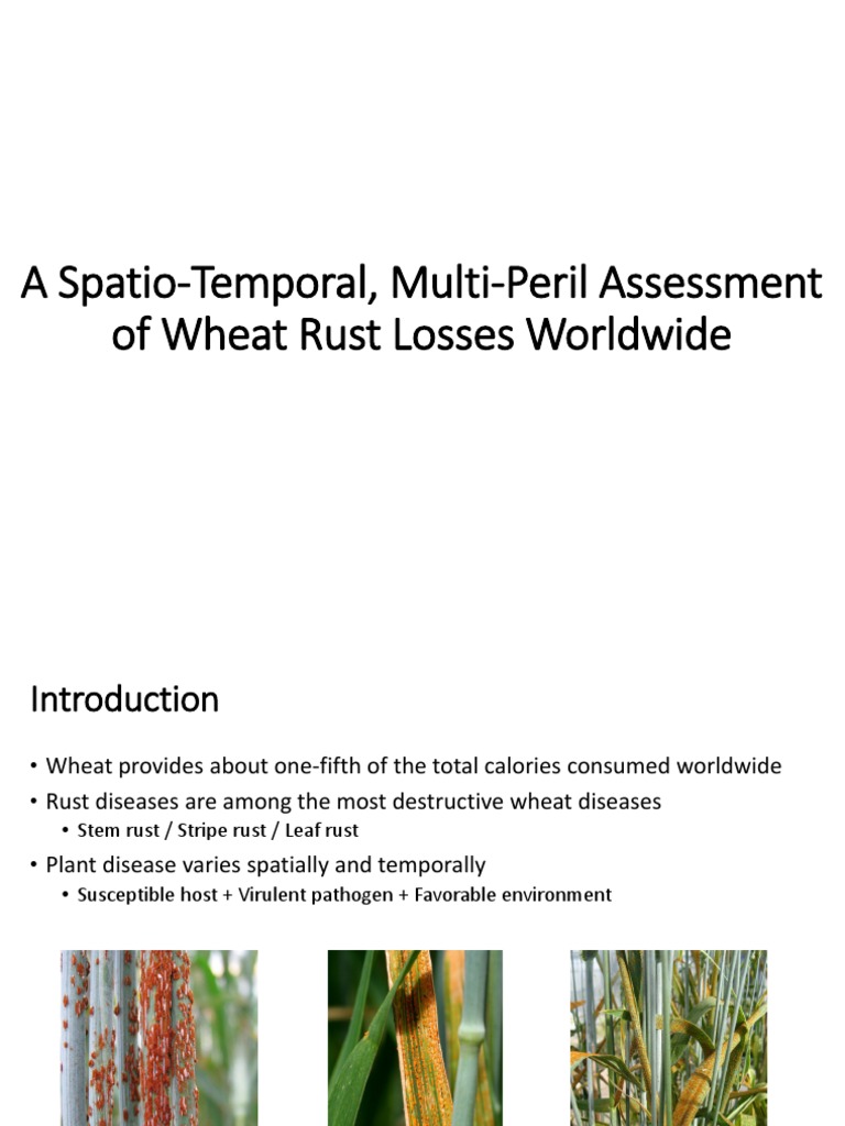Wheat Rusts | PDF | Wheat