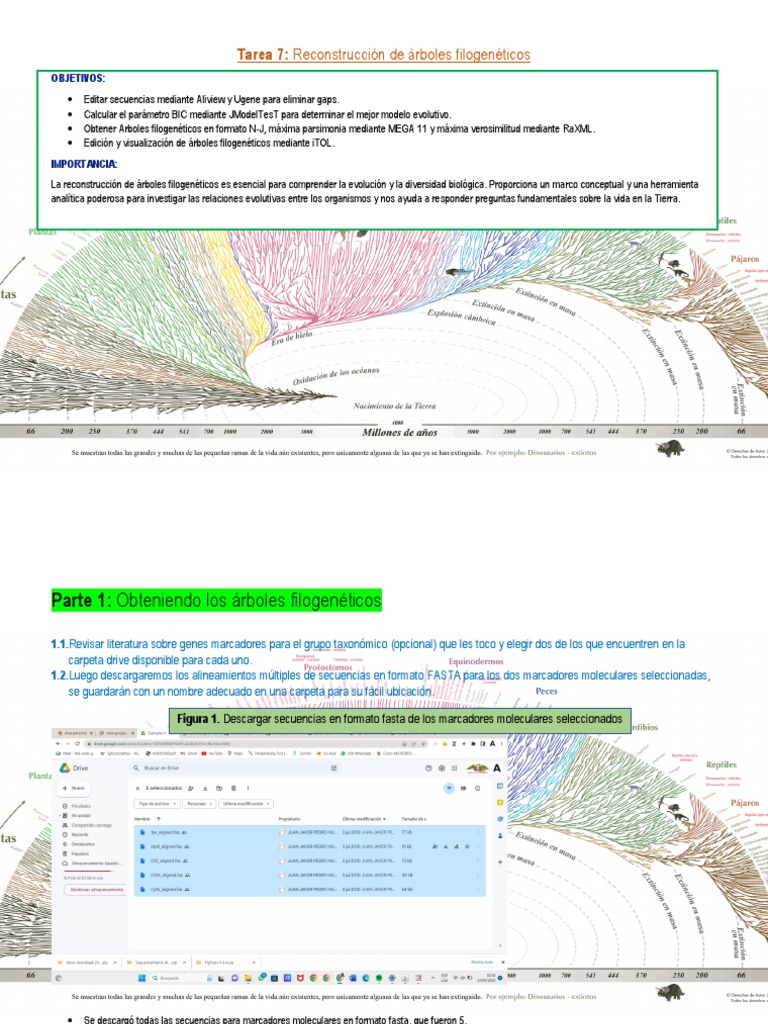 Bioinformatica U2 - Informe 2 | PDF | Filogenética Molecular | Virus