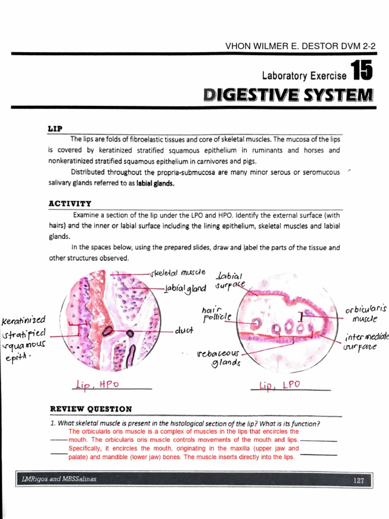 Destor V.W - Lab Exercise 15 - Digestive System - dvm2f | PDF | Tongue ...