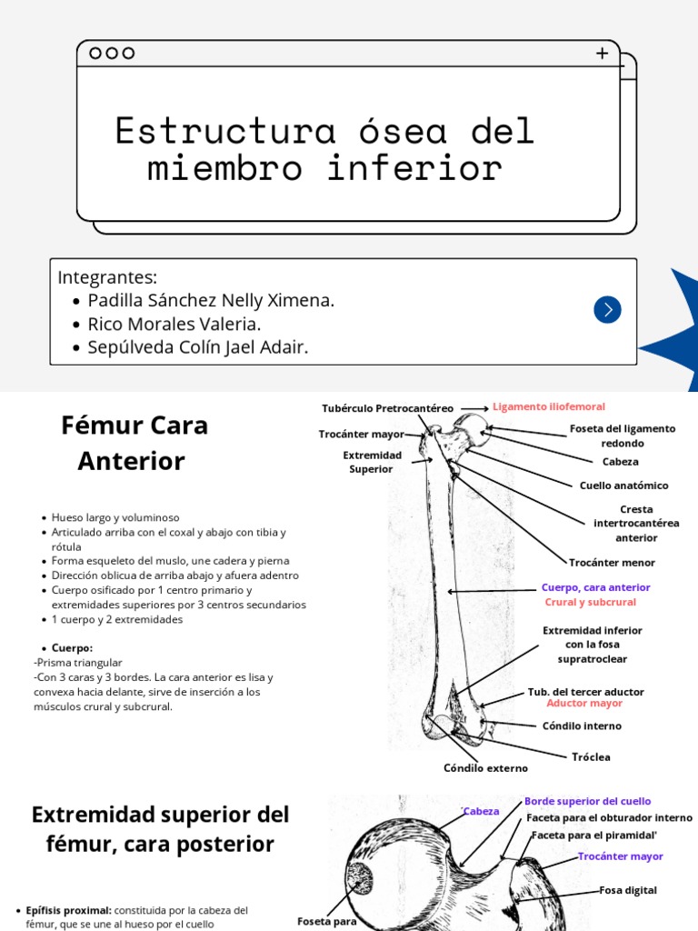 Estructura y partes del fémur | PDF | Anatomía del miembro inferior ...