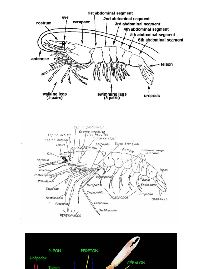 Anatomía De Un Camarón MANUAL PARA LA CRIA DE CAMARONES PENEIDOS