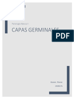 Capas Germinales | PDF | Embrión | Procesos biologicos