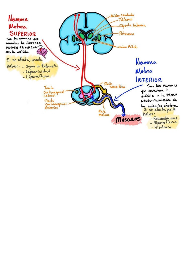 Apuntes neuroanatomia | PDF