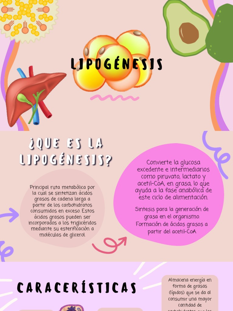 Tema 3 Lipogenesis | PDF