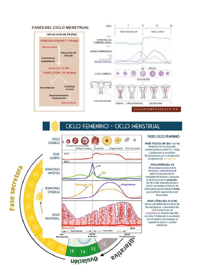 Ciclo Menstrual | PDF