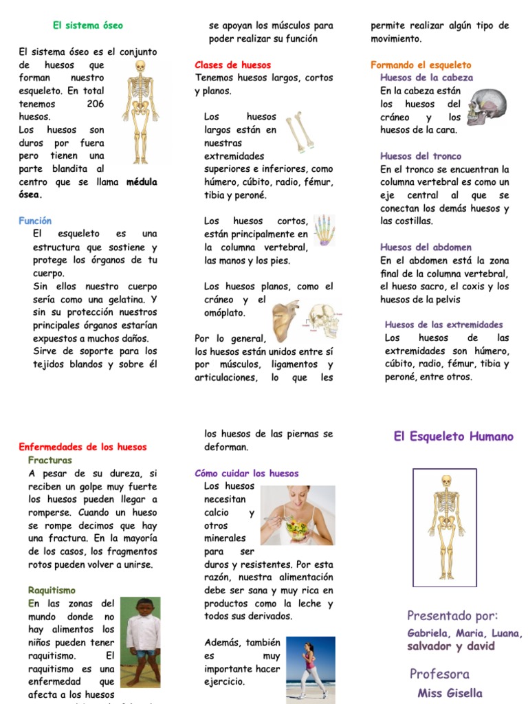 Esqueleto | PDF | Esqueleto | Hueso