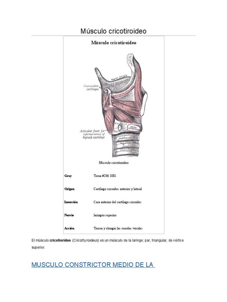 Músculos Del Cuello | PDF | Ciencias sociales | Estudios de idiomas ...