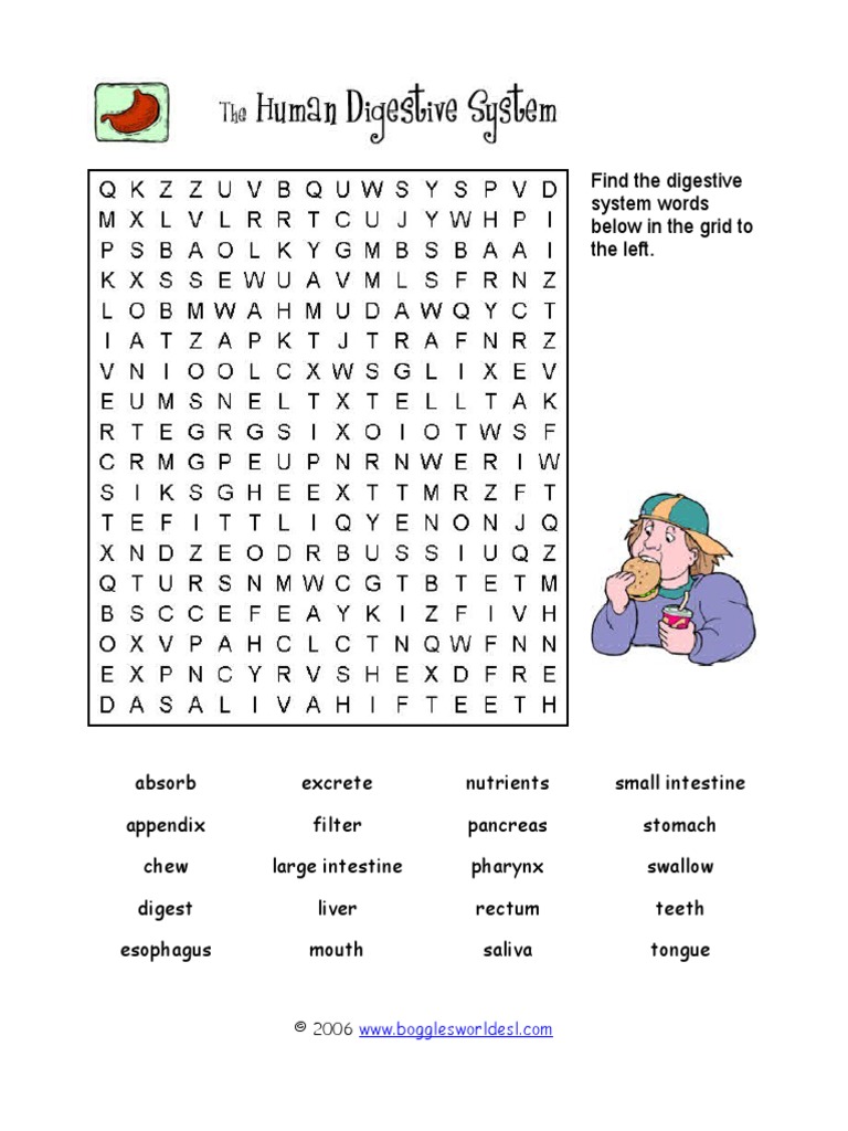 Digestivesystem Wordsearch | PDF | Science & Mathematics