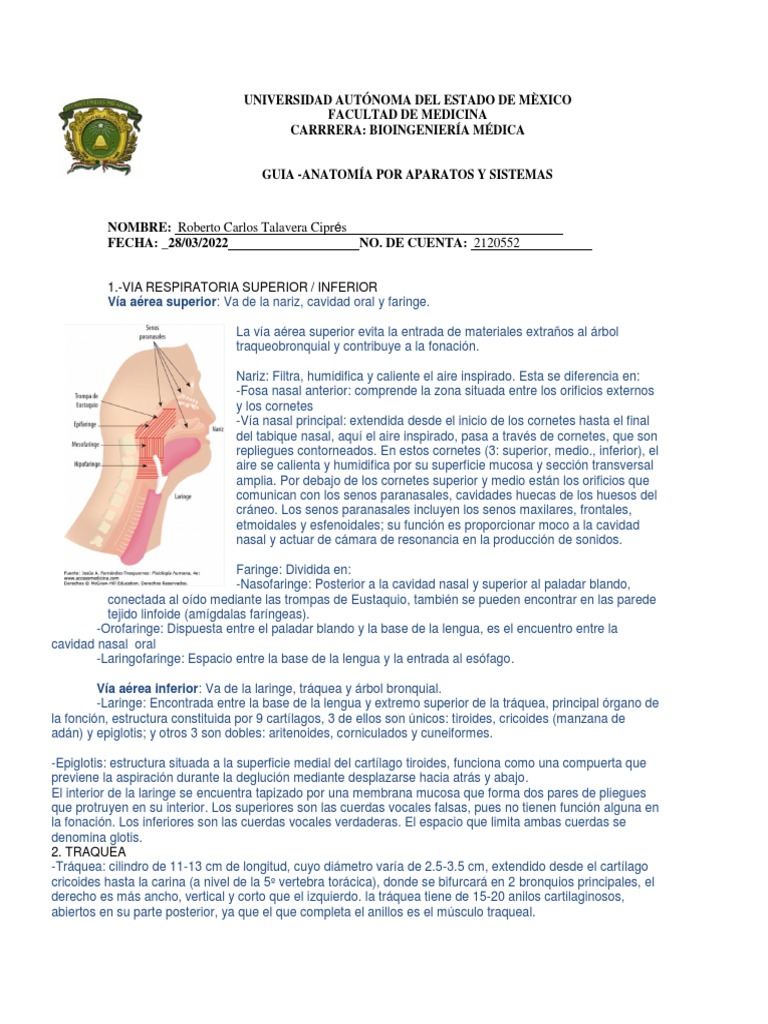 Guía Anatomía RCTC | PDF