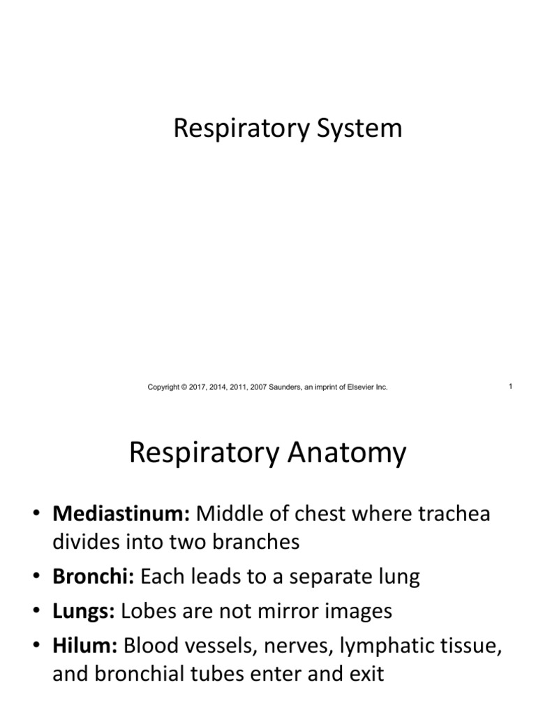 Module 3 Respiratory System | PDF