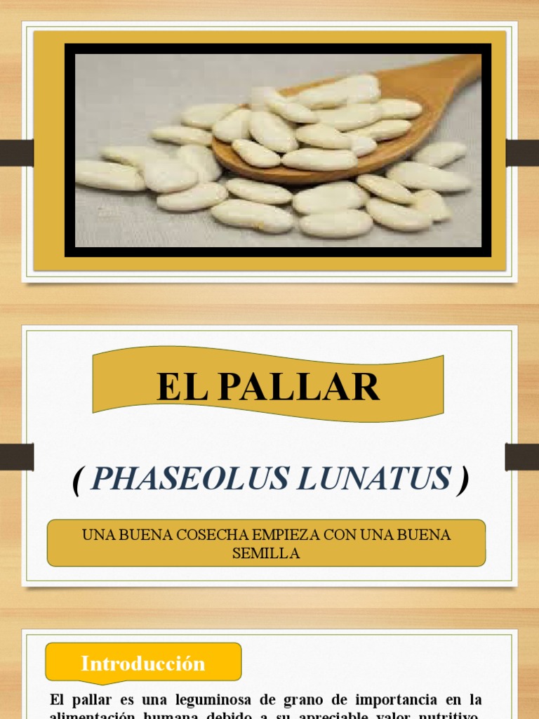 Cultivo de Pallar | PDF | Siembra | Plantas